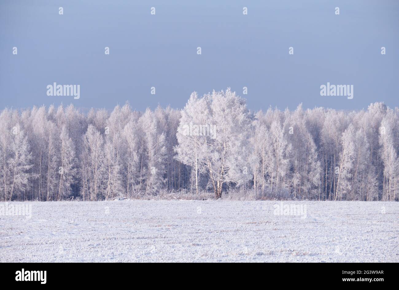 Snow covered birch trees hi-res stock photography and images - Alamy