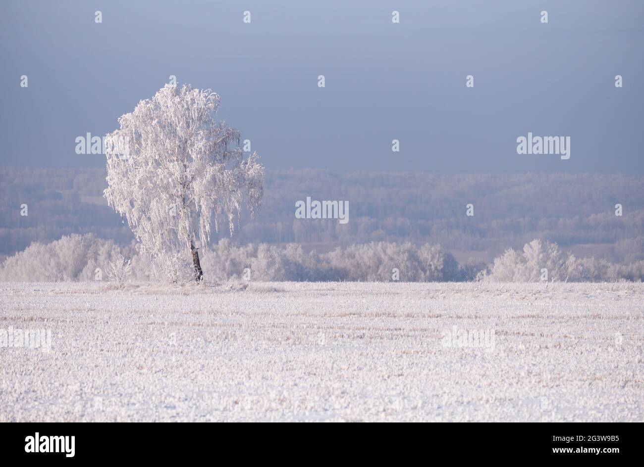 Lonely birch tree in the field. Frozen birch trees covered with ...