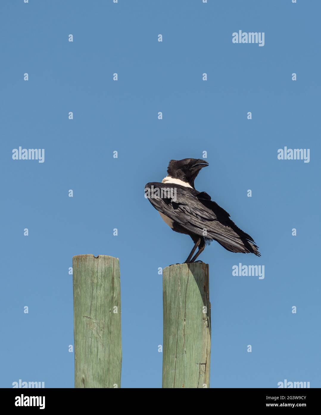 Namibia africa falcon bird hi-res stock photography and images - Alamy