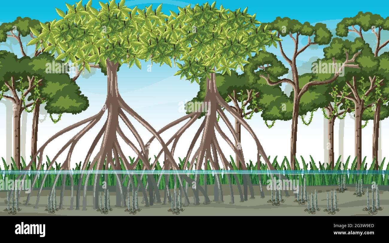 Nature scene with mangrove forest in cartoon style illustration Stock ...