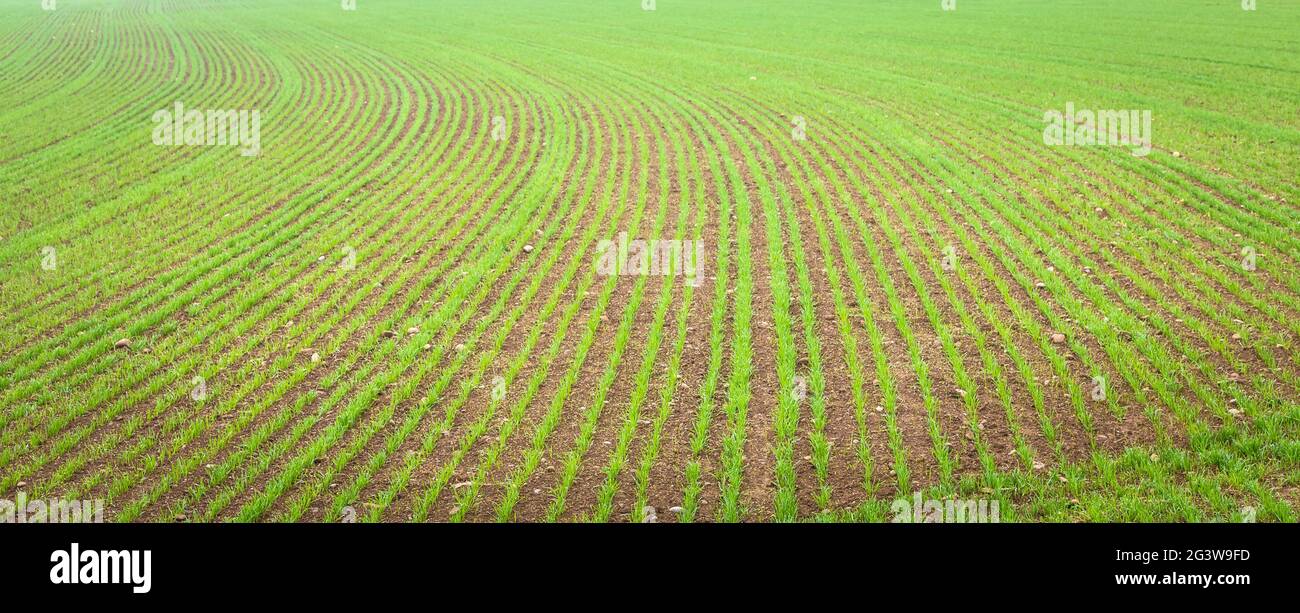 Natural environment background. Farmland detail with growing ...