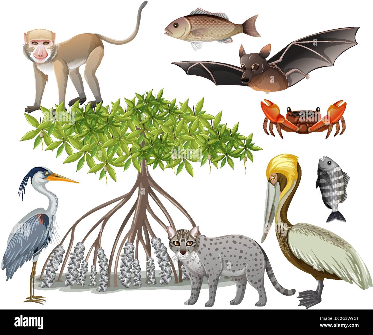 Set of various mangrove animals isolated illustration Stock Vector ...