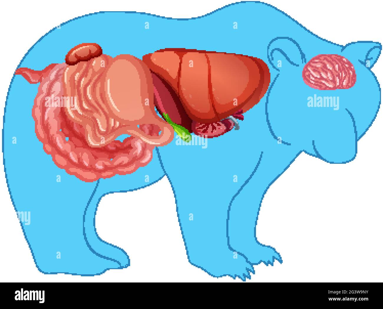 Anatomy of wild bear isolated illustration Stock Vector Image & Art - Alamy