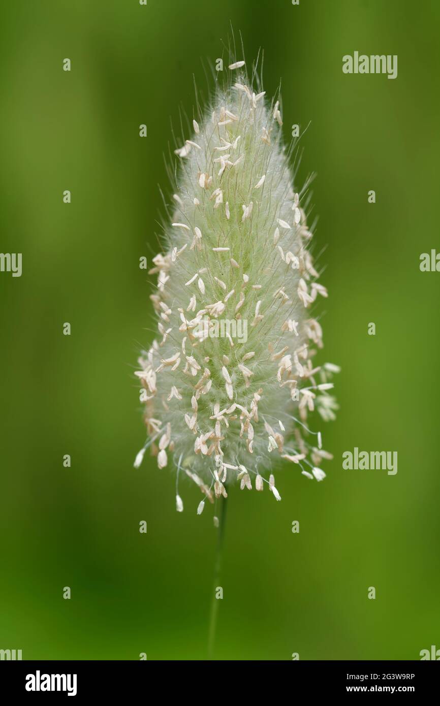 Velvet weed hi-res stock photography and images - Alamy