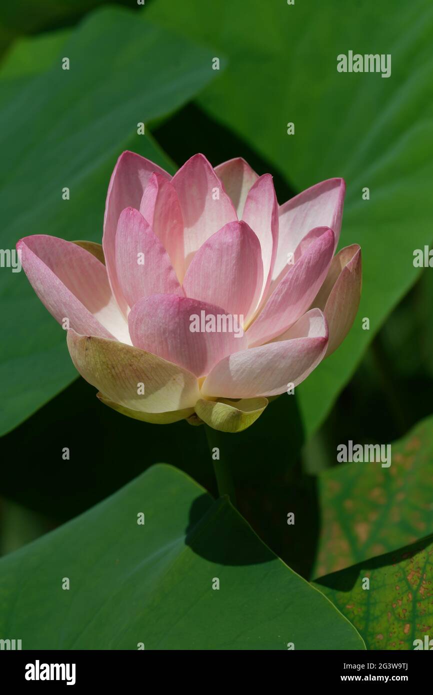 Indian lotus hi-res stock photography and images - Alamy
