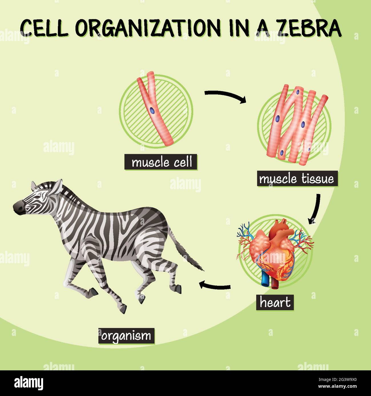 Organ System Of Zebras