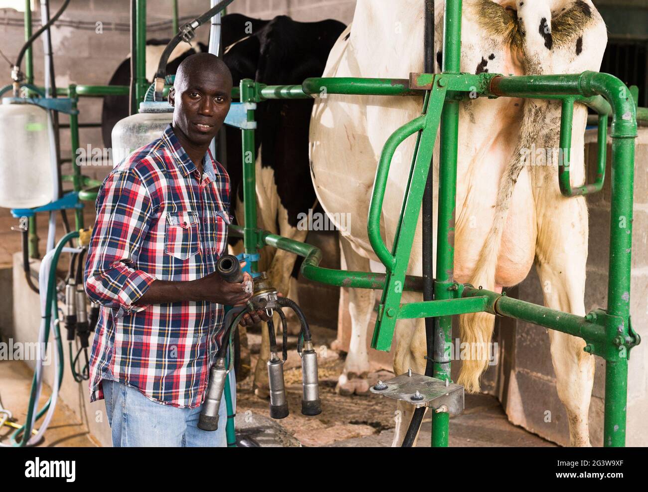 Farm milking young people hi-res stock photography and images - Alamy
