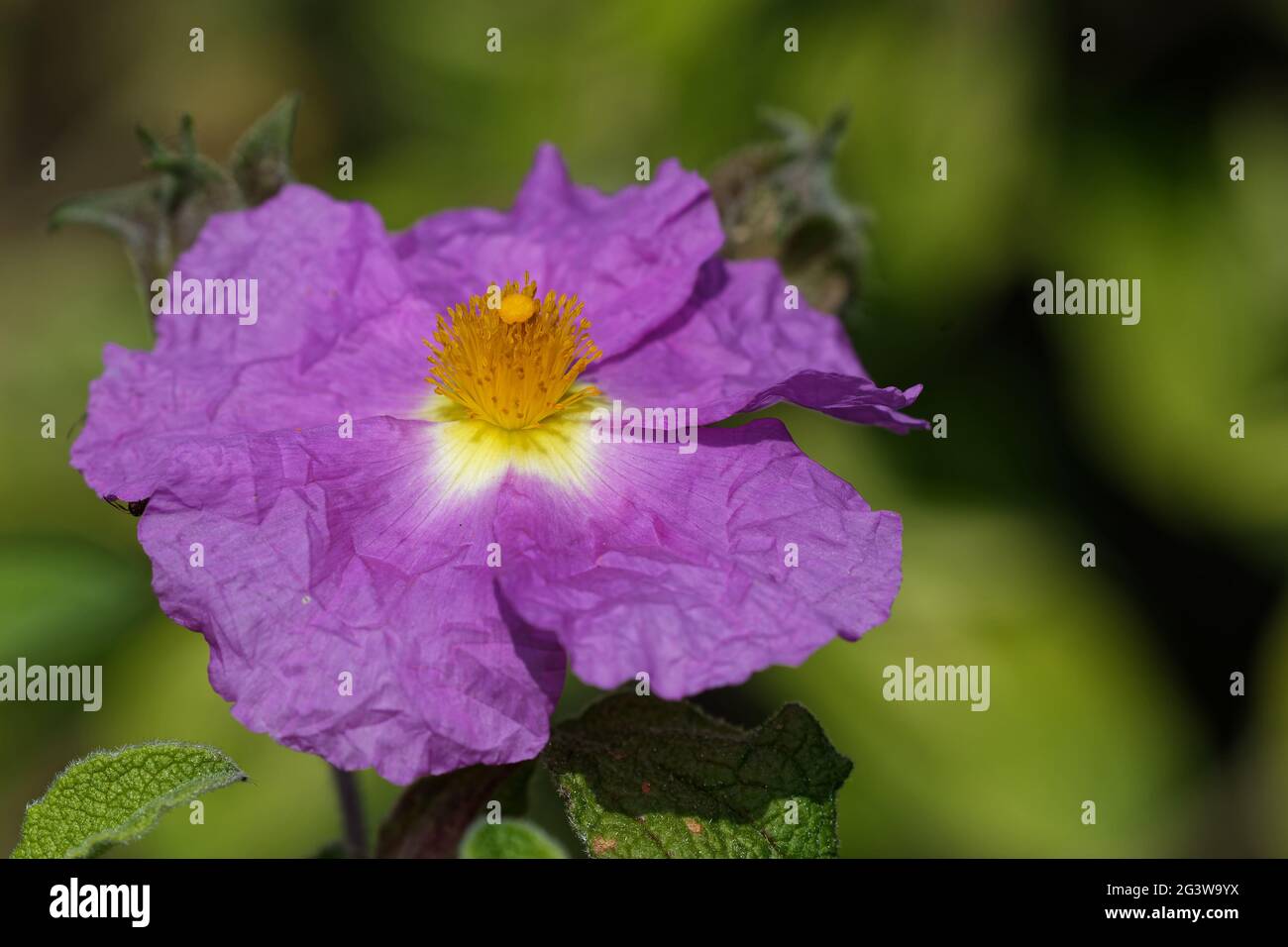 Cretan cistus rose Stock Photo - Alamy
