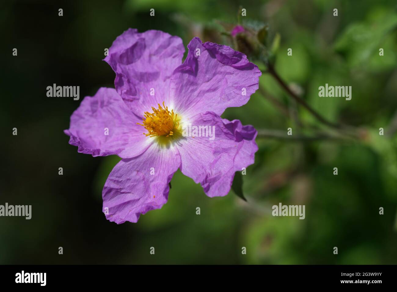 Cretan cistus rose Stock Photo - Alamy