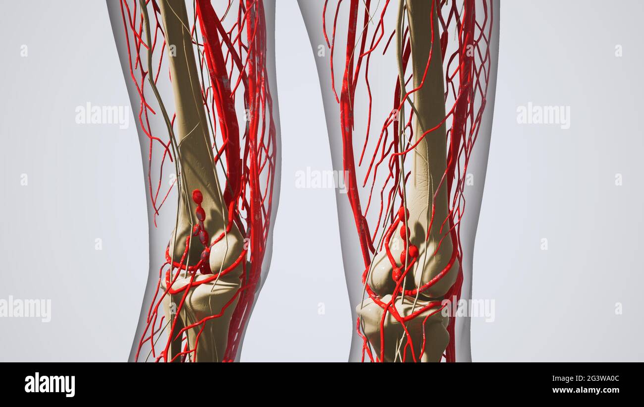 Science anatomy of human Blood Vessels Stock Photo - Alamy