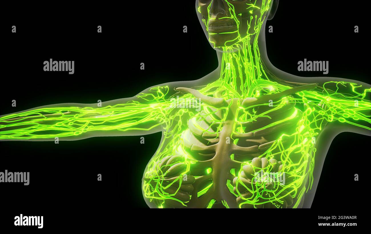 Science anatomy of human Blood Vessels Stock Photo - Alamy