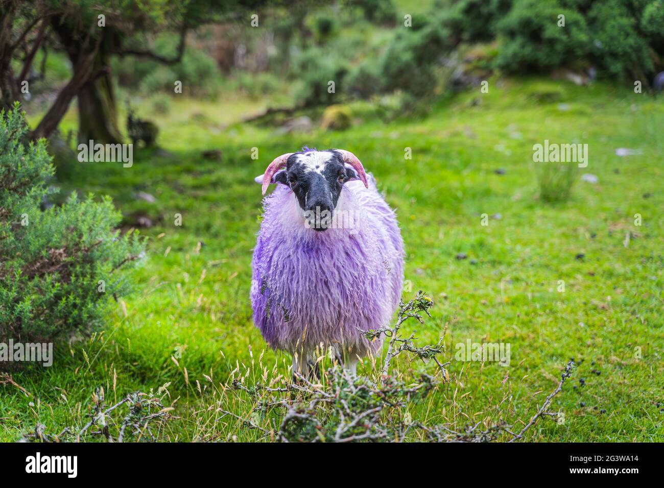 Sheep or ram with multicoloured fur and horns Stock Photo - Alamy