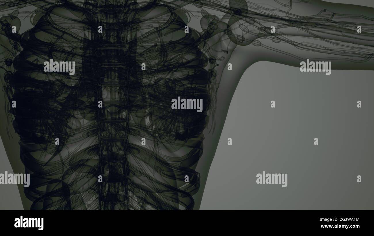 3D MRI Woman Body Scan Stock Photo - Alamy