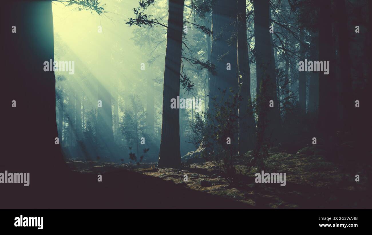 Black tree trunk in a dark pine tree forest Stock Photo - Alamy