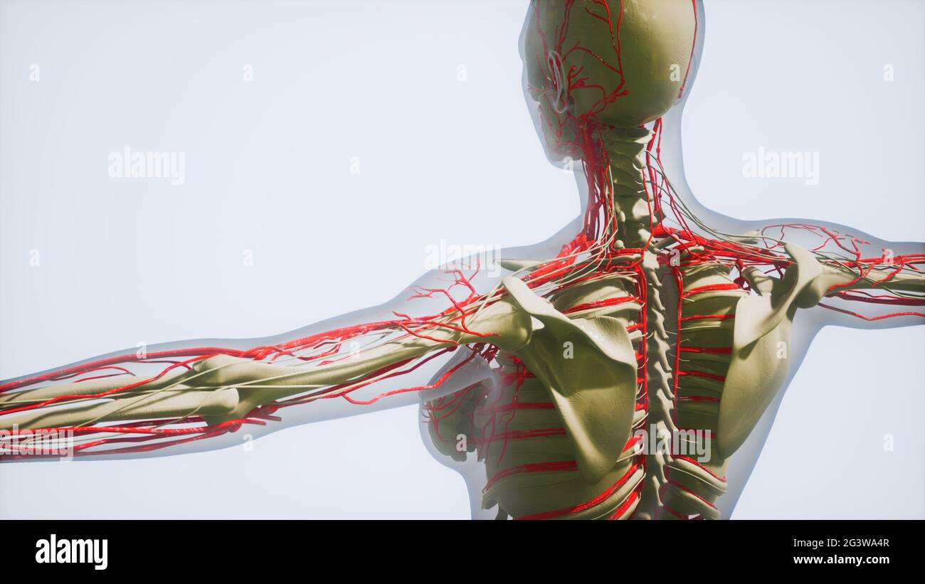 Science anatomy of human Blood Vessels Stock Photo - Alamy