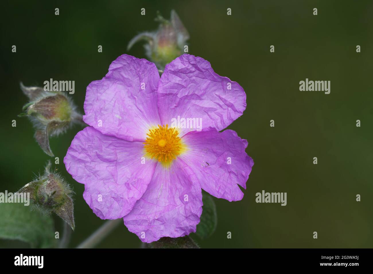 Cretan cistus rose Stock Photo - Alamy