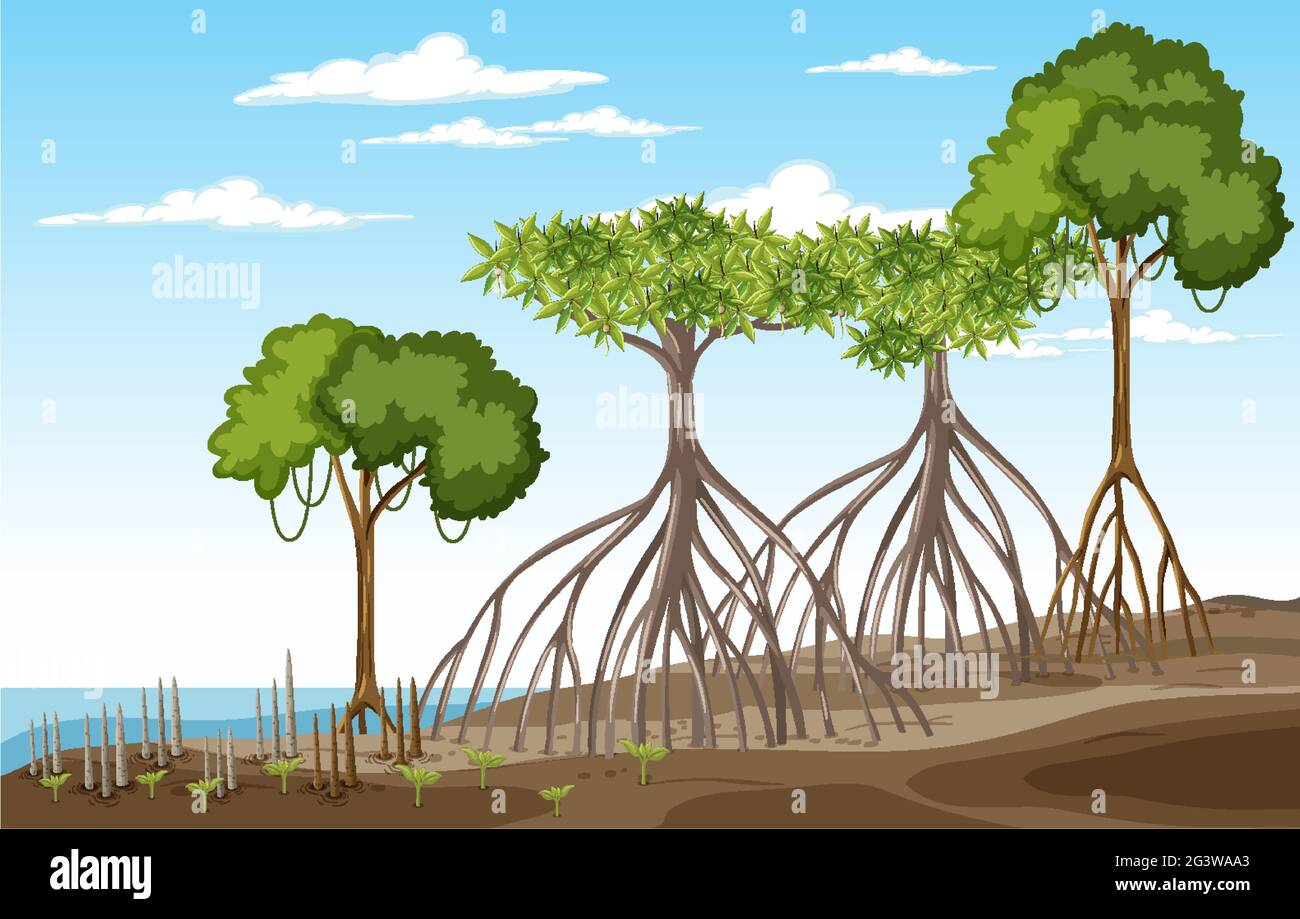 Nature scene with mangrove forest in cartoon style illustration Stock ...