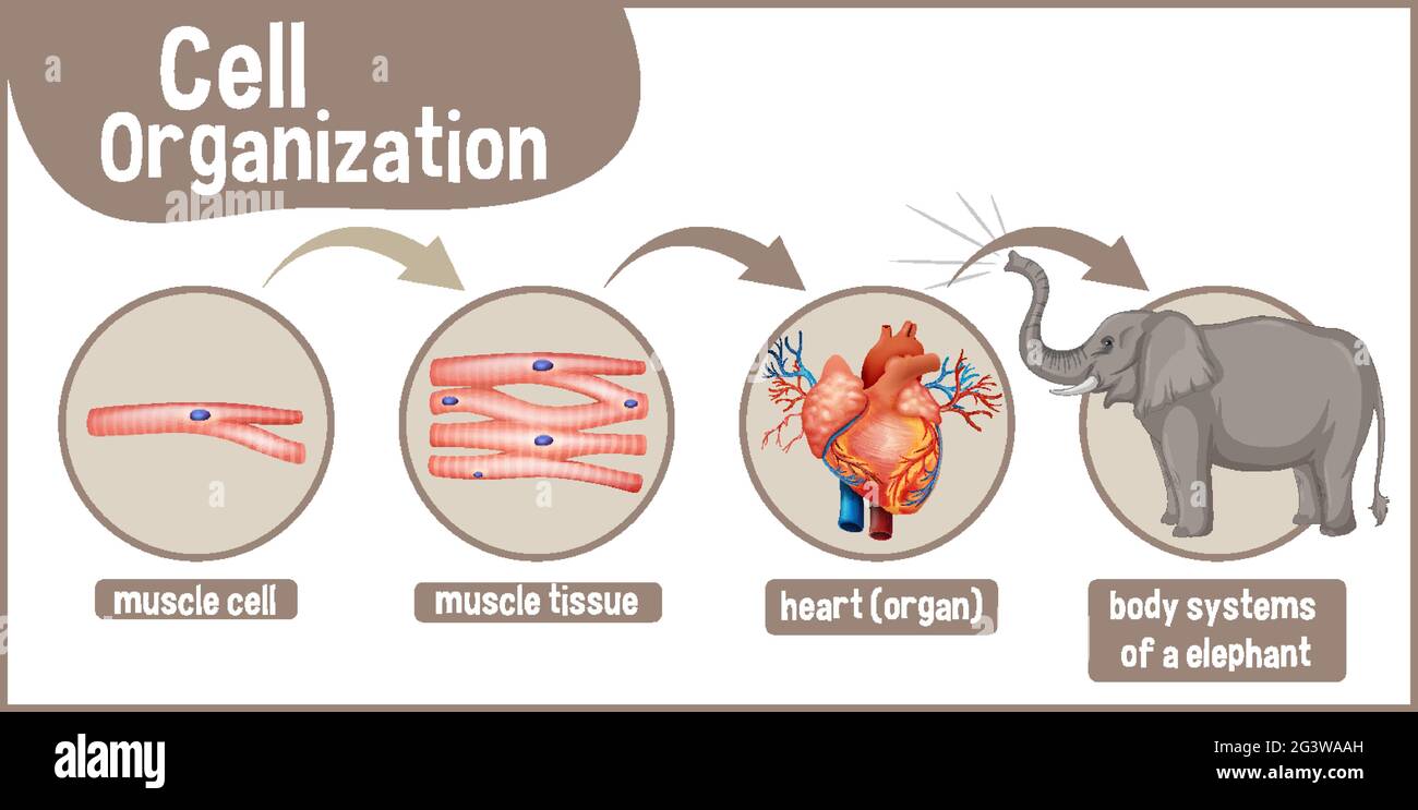 Diagram showing cell organization in a elephant illustration Stock ...
