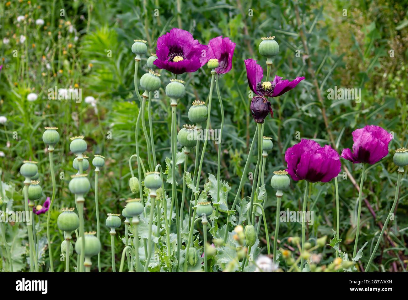 Poppy seed pods hi-res stock photography and images - Alamy