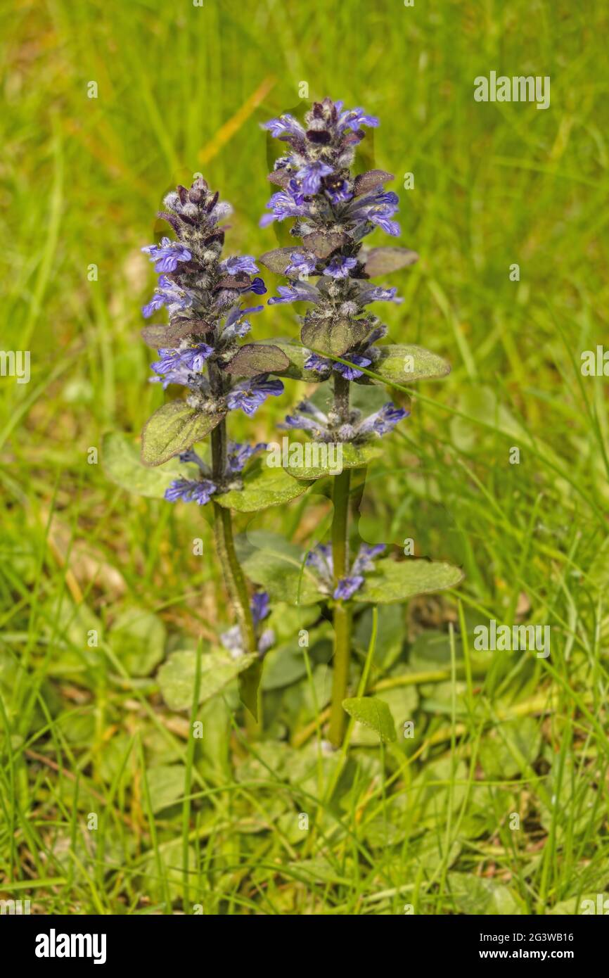 The elongated inflorescences of creeping bugle Stock Photo - Alamy