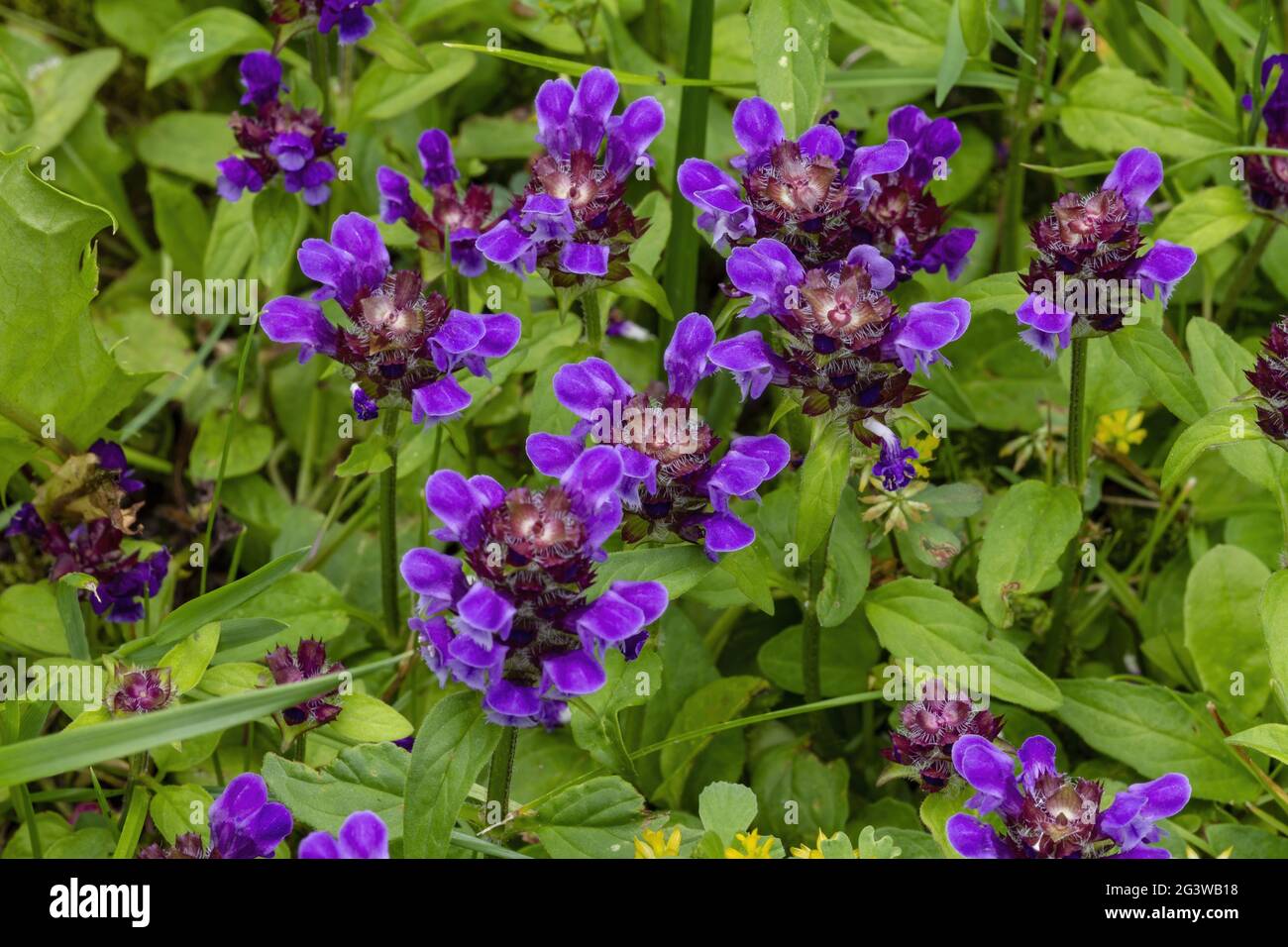 Red-violet flower heads of the common brownelle in uncut spring meadow ...
