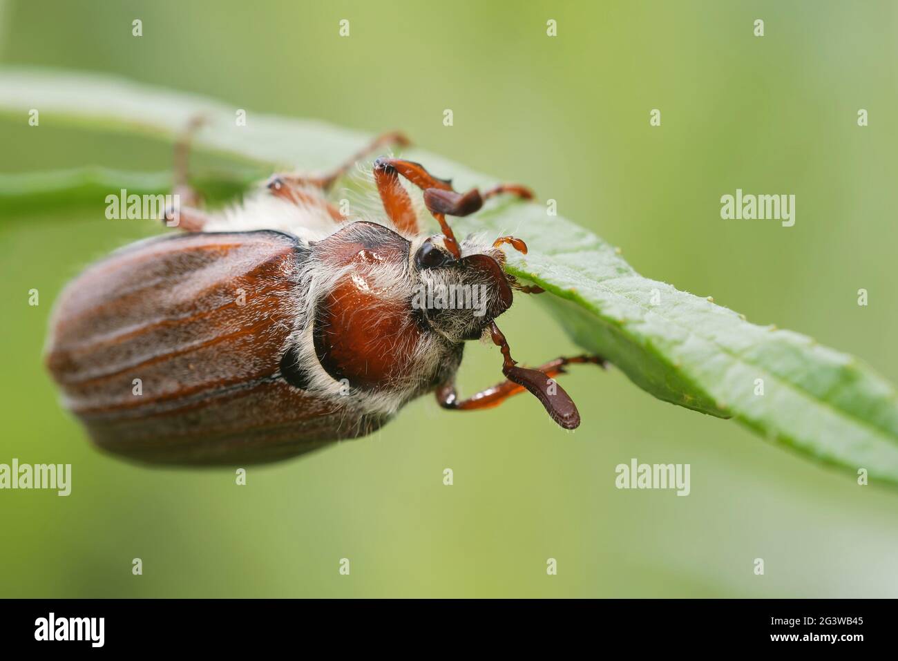 Melolontha melolontha common cockchafer maybug hi-res stock photography ...