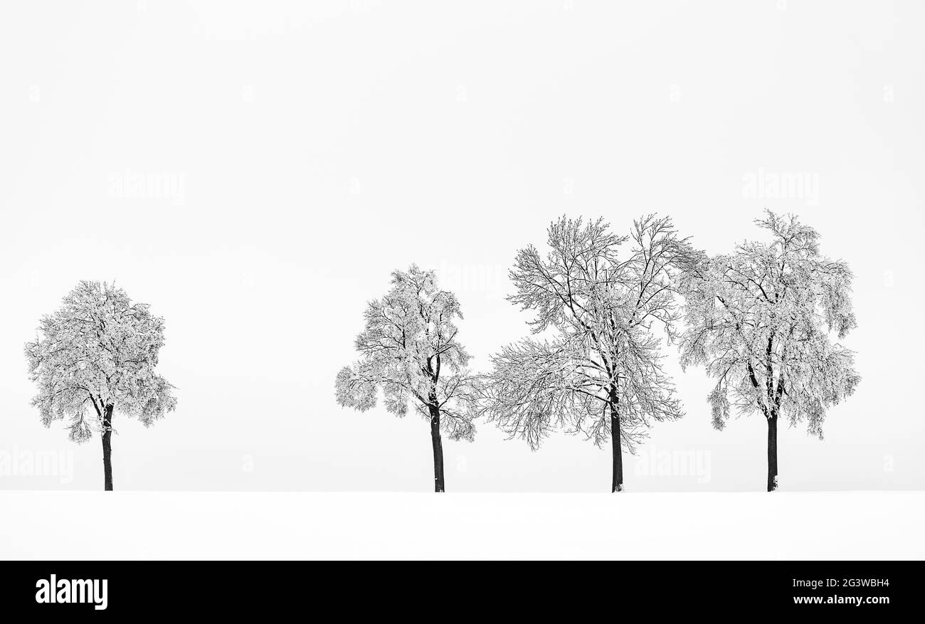 Four trees landscapes Black and White Stock Photos & Images - Alamy