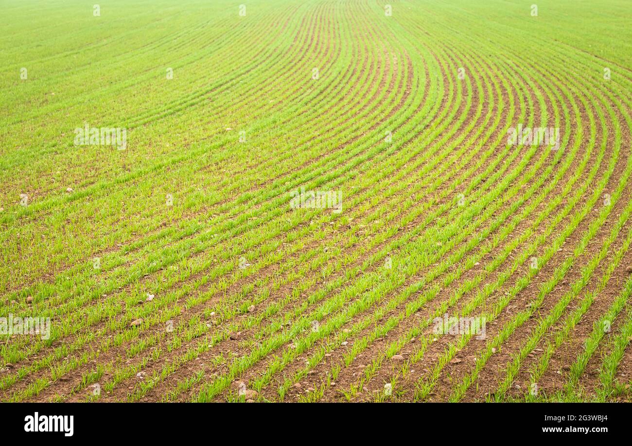 Natural environment background. Farmland detail with growing ...