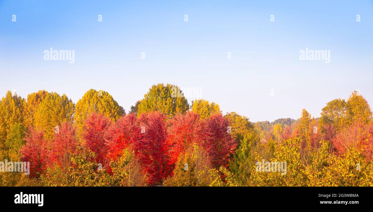 Fall season with blue sky and amazing day light Stock Photo - Alamy