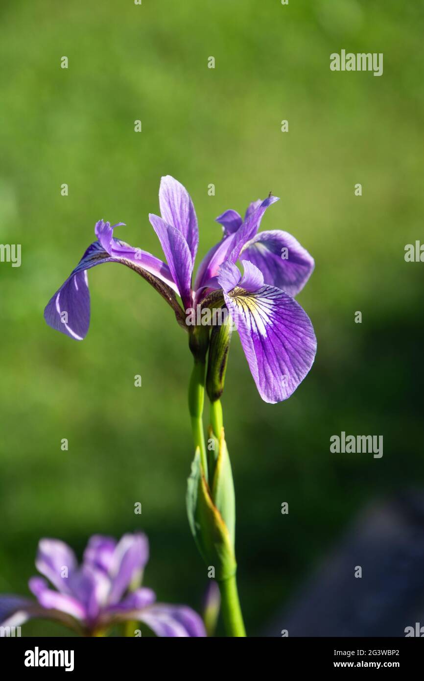 Flag Iris Plant In Swamp High Resolution Stock Photography and Images ...
