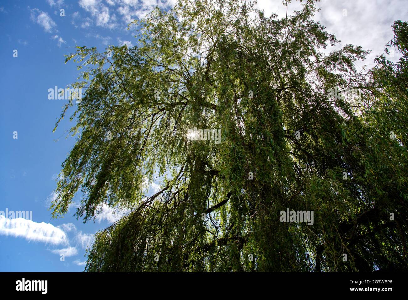 Weeping willow tree against blue sky with sunlight shining through ...