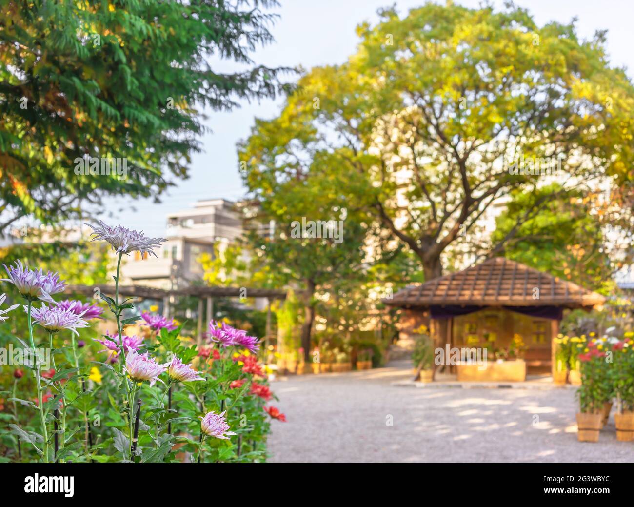 tokyo, japan - november 13 2020: Japanese Edo Chrysanthemum morifolium ...