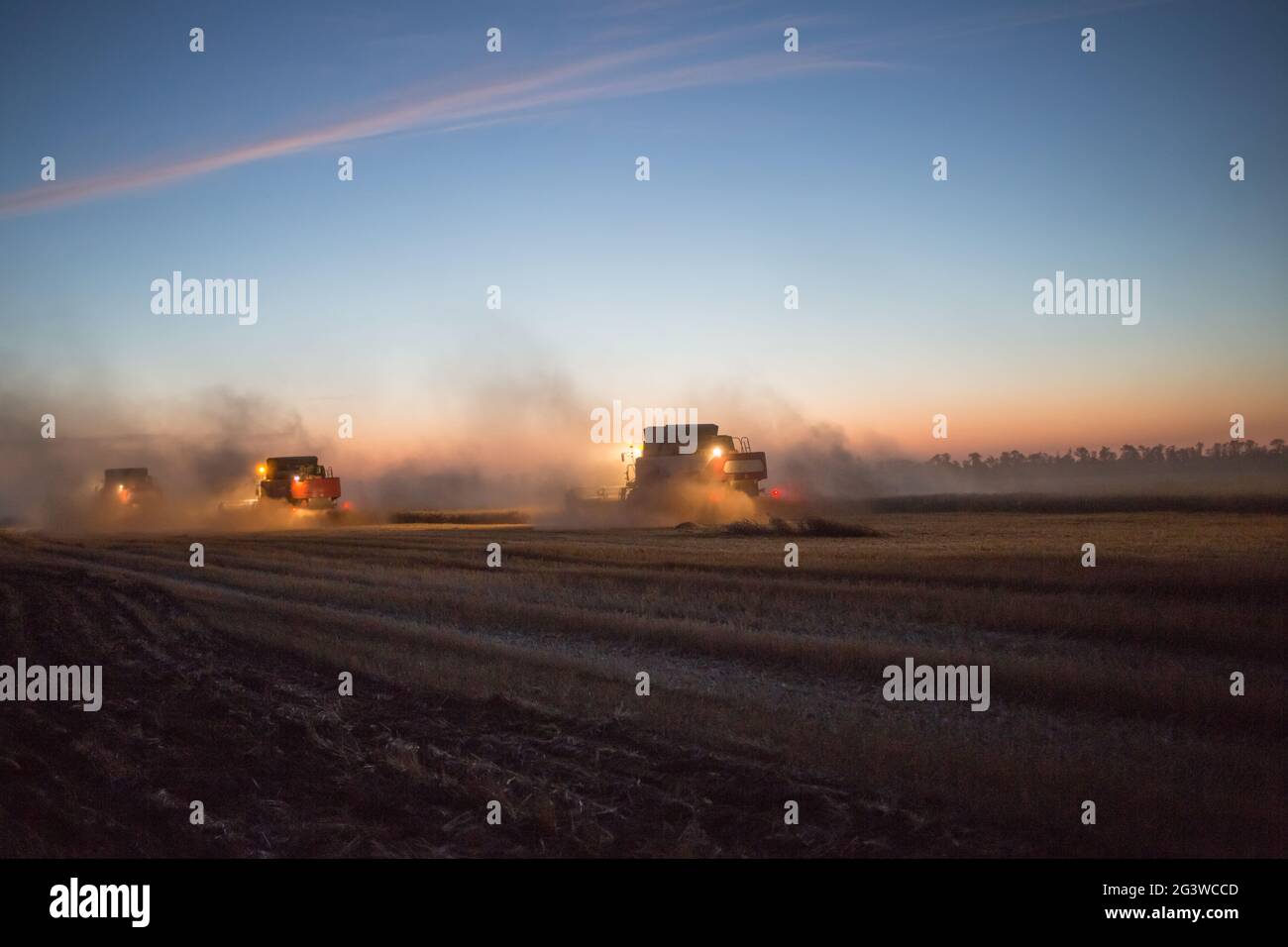 Farm is harvesting at night. Several harvesters harvest wheat on a ...
