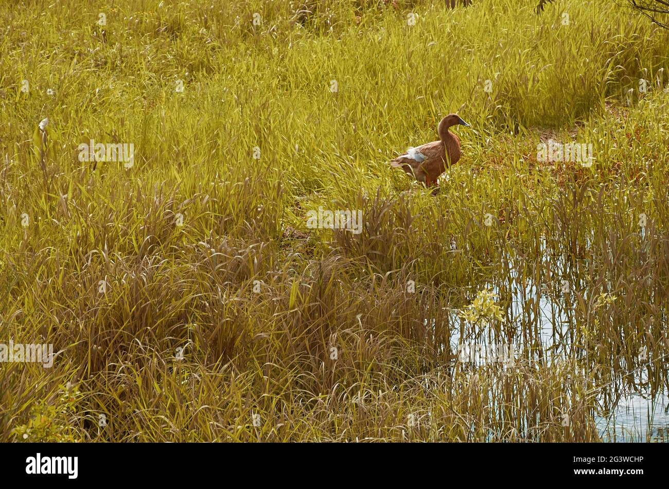 Wild duck on the shore of a grassy lake. Summer landscape Stock Photo ...