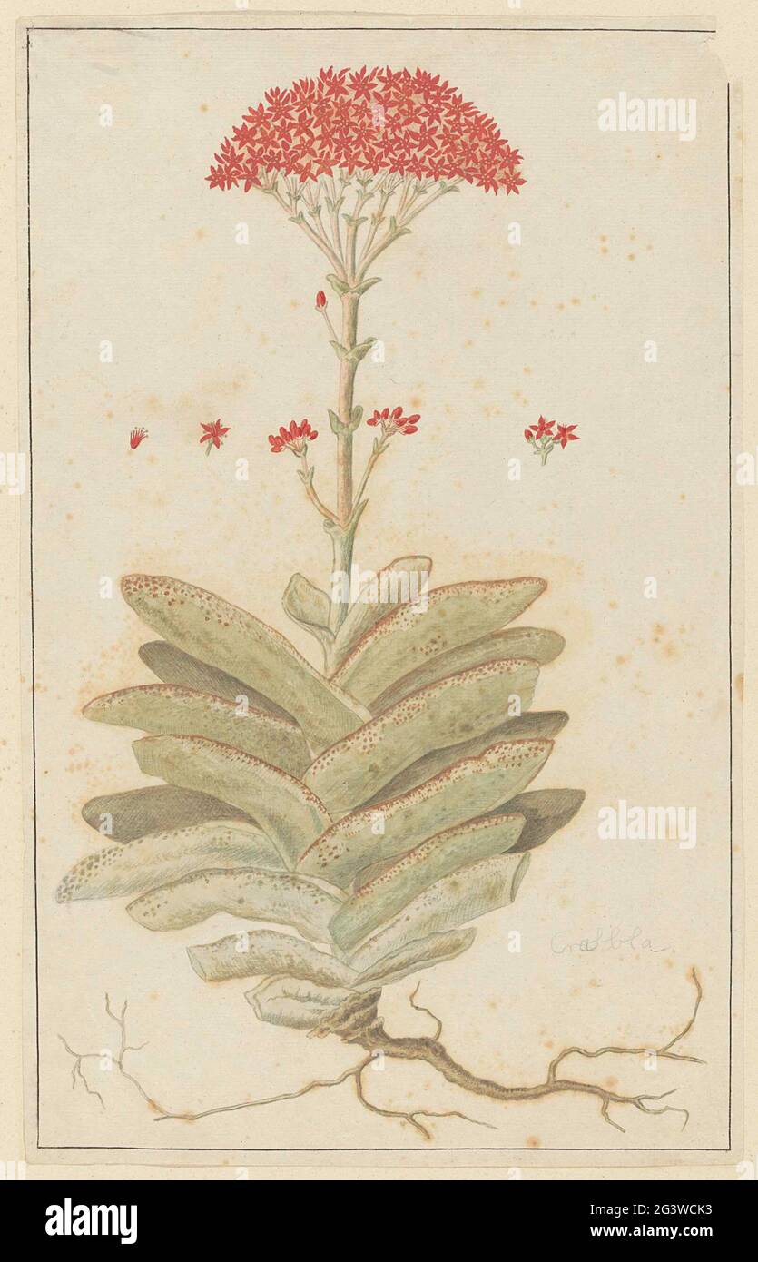 Baby Perfoliated L. (Sekelblarlaky). Baby Perfolished L Stock Photo - Alamy