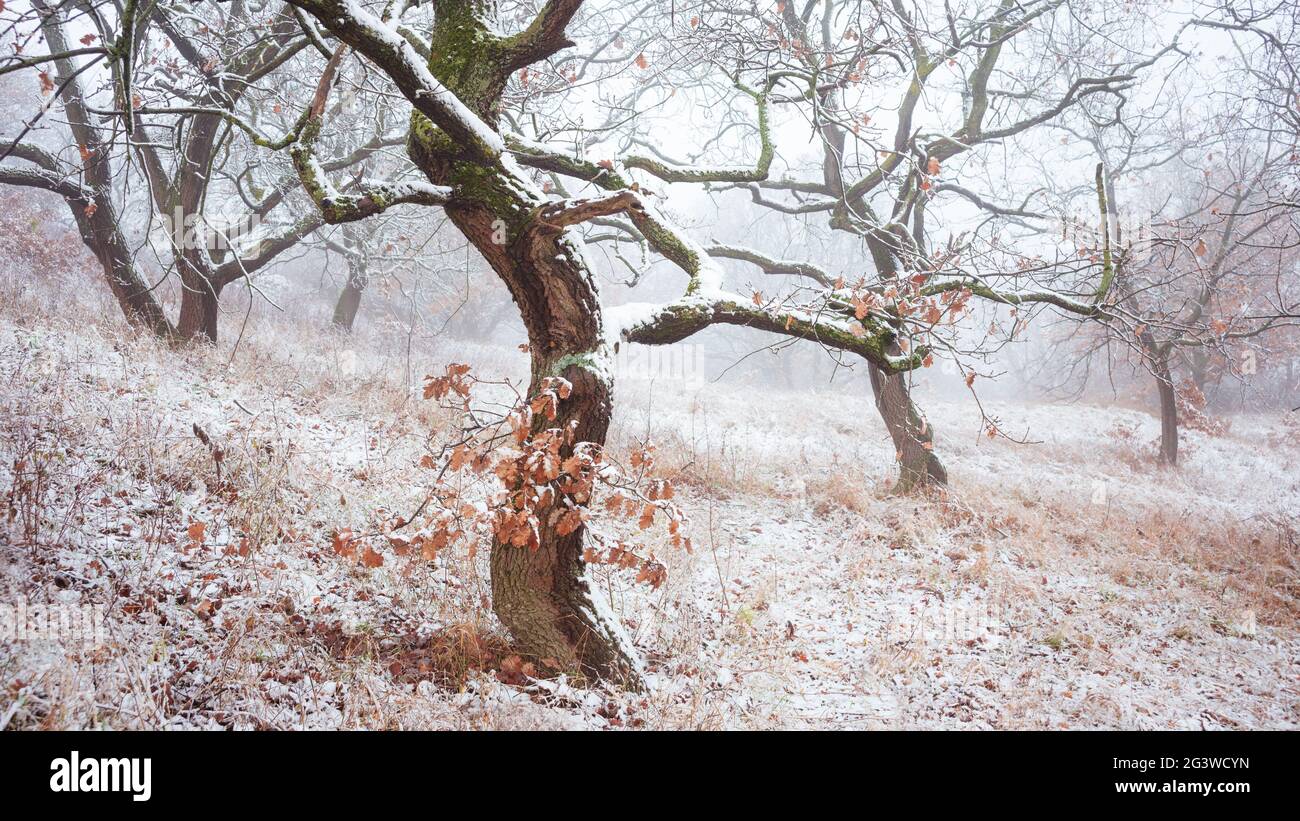 Oak tree forest hi-res stock photography and images - Alamy