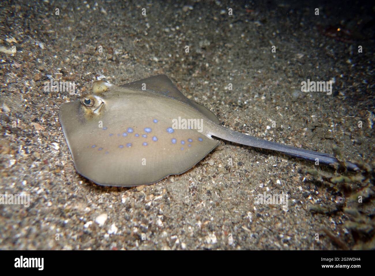 Bluespotted Stingray, Bluespotted Maskray Stock Photo - Alamy