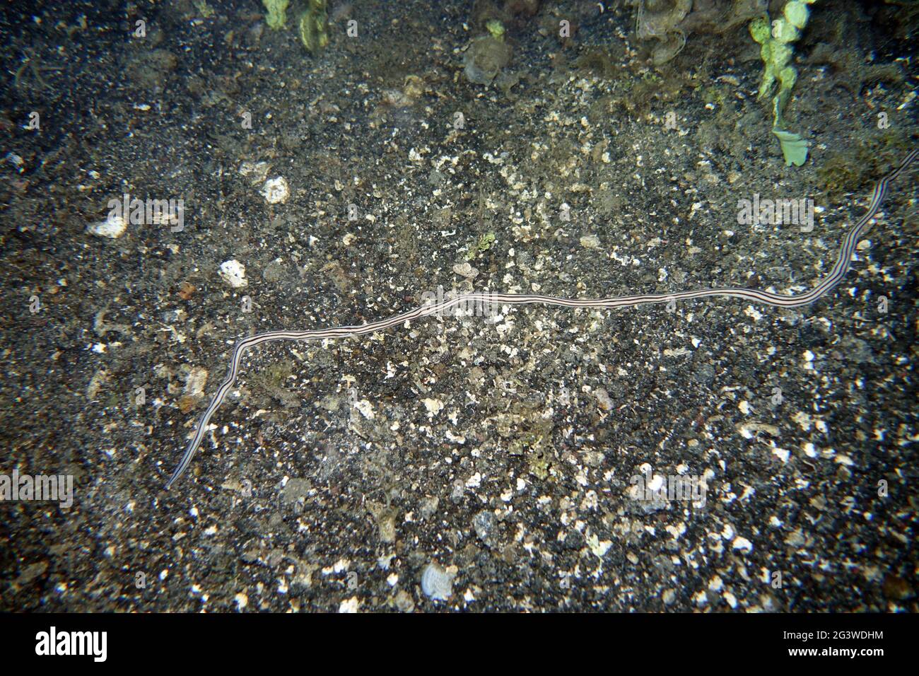 Five-Lined Ribbon Worm Stock Photo - Alamy