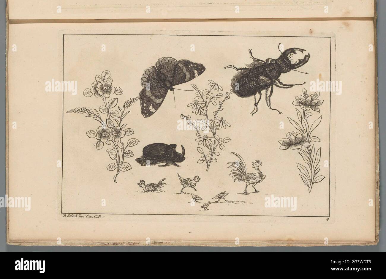 Chinese stick insects hi-res stock photography and images - Alamy