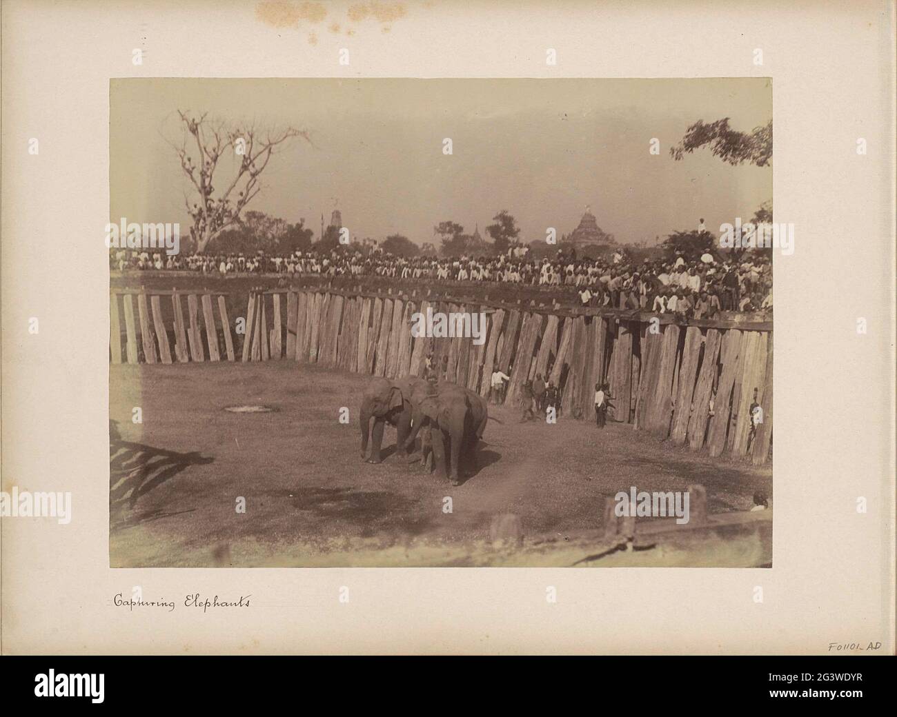 Elephant catch in Burma; Capturing Elephants. Part of travel album with ...