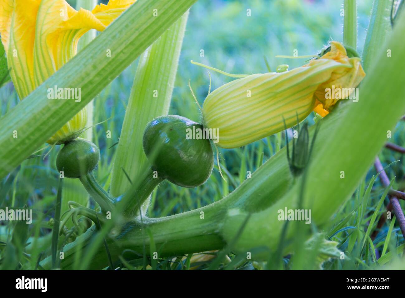 Round green zucchini in the organic garden plant Stock Photo - Alamy