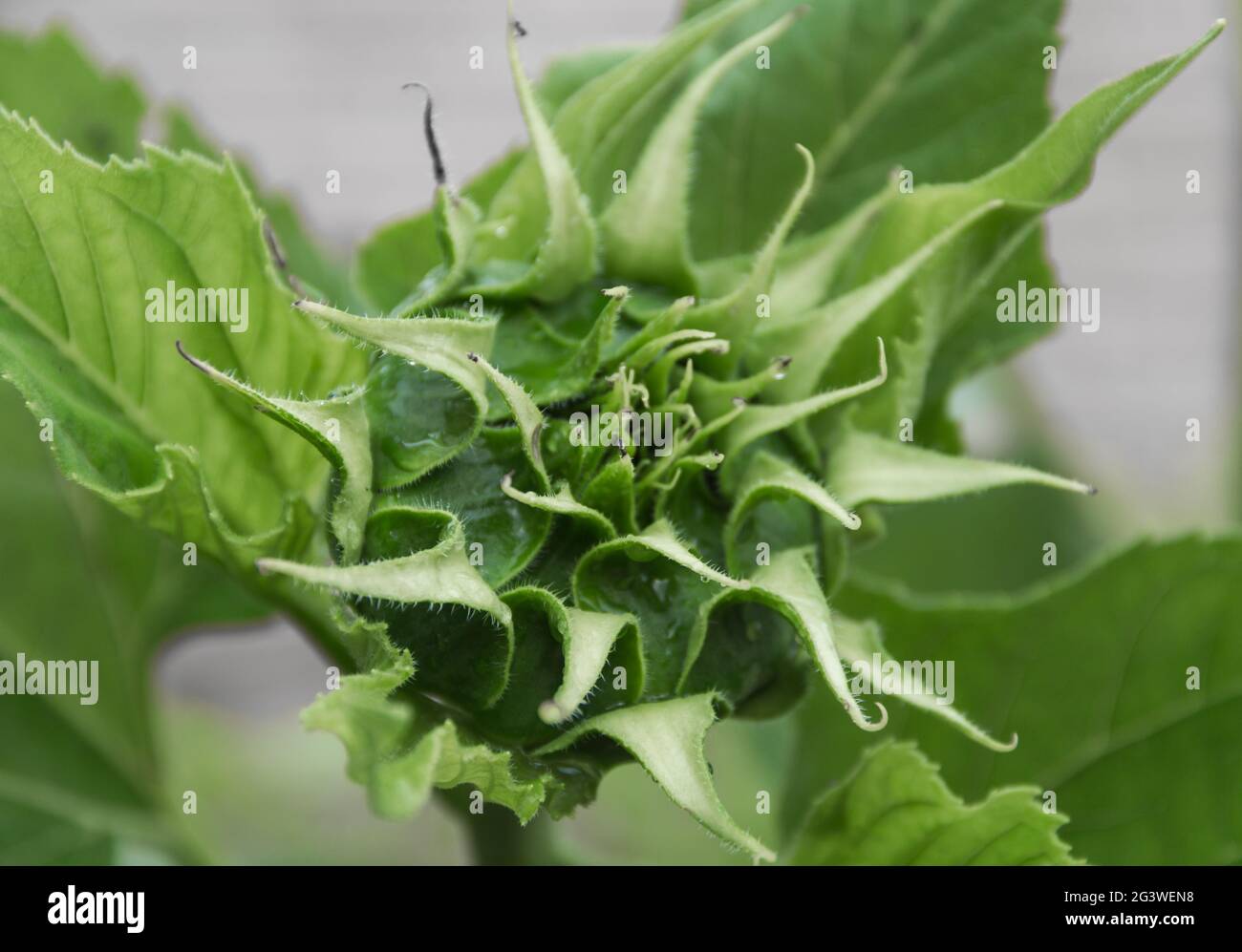 Small green sunflower flowers yet to bloom Stock Photo - Alamy