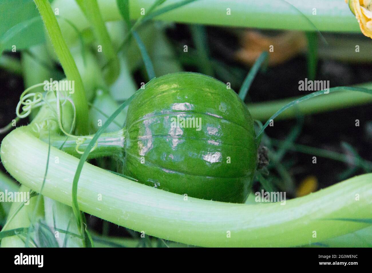 Round green zucchini in the organic garden plant Stock Photo - Alamy