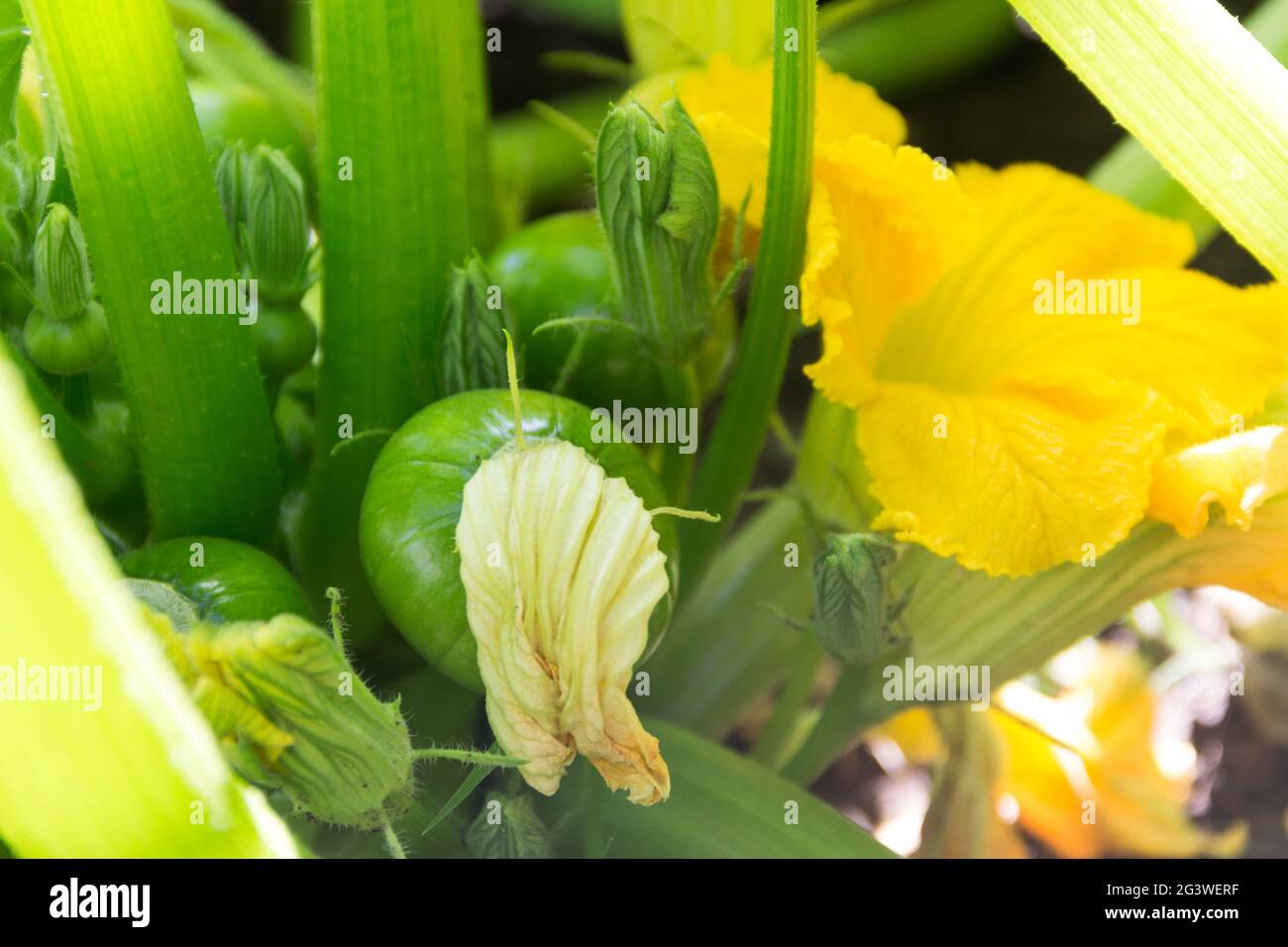 Round green zucchini in the organic garden plant Stock Photo - Alamy