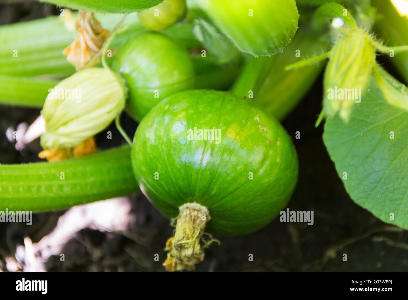 Round green zucchini in the organic garden plant Stock Photo - Alamy