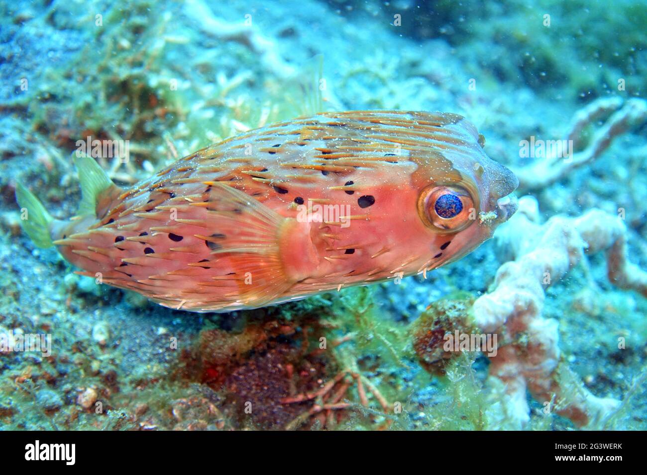 Long spine hi-res stock photography and images - Alamy