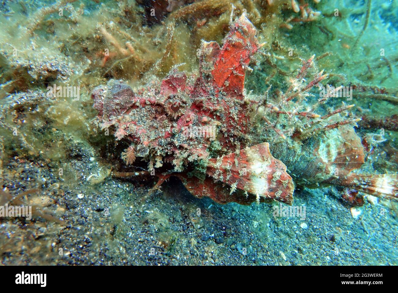 Bearded Ghoul, Longsnout Stingerfish,Devil Stinger Fish, Indian Walkman ...