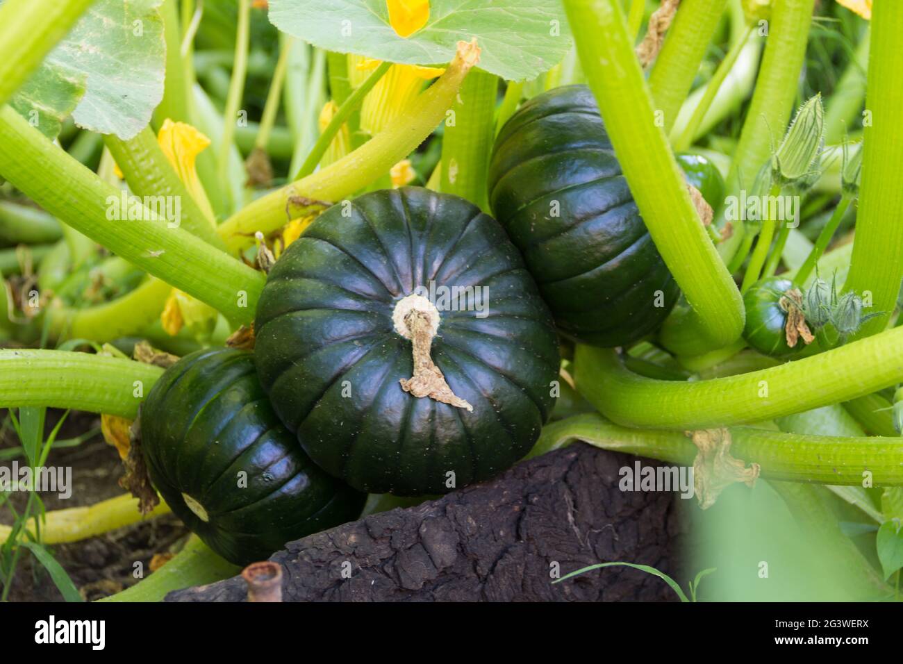 Round green zucchini in the organic garden plant Stock Photo - Alamy