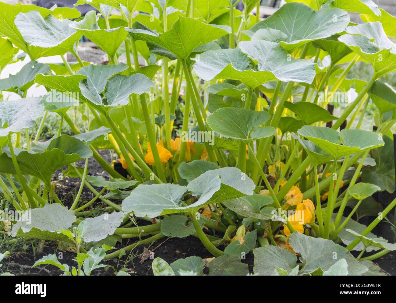 Round green zucchini in the organic garden plant Stock Photo - Alamy