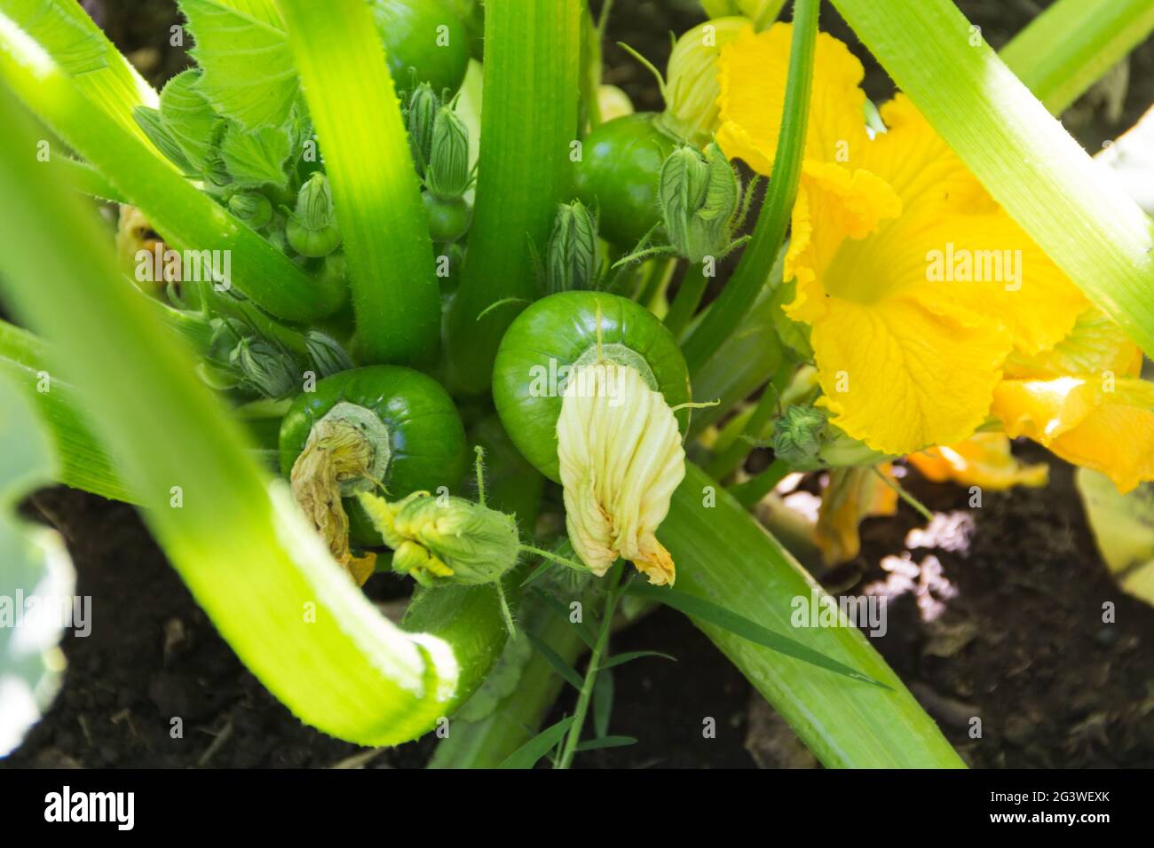 Round green zucchini in the organic garden plant Stock Photo - Alamy